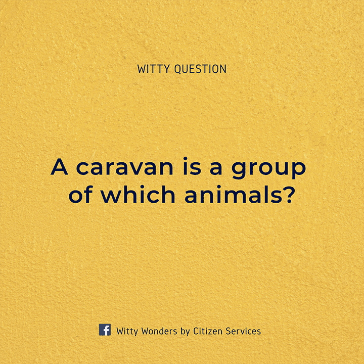 Witty Questions – Citizenservices
